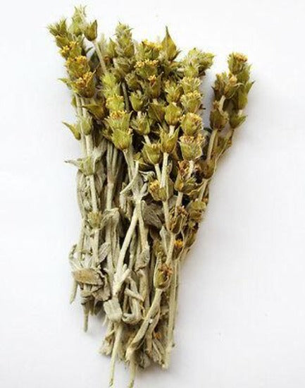 Mountain Tea on Stem, Greek, 1.8-2oz (approx. 50g - 60g) – Parthenon Foods